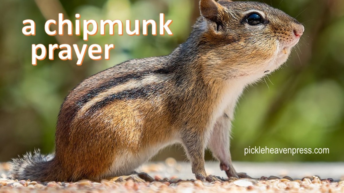 a chipmunk prayer – Pickle Heaven Press-James R. Johnson